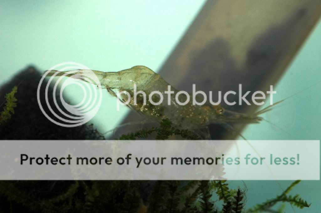 My ghost shrimp have eggs (5 Pics) | AquariaCentral.com