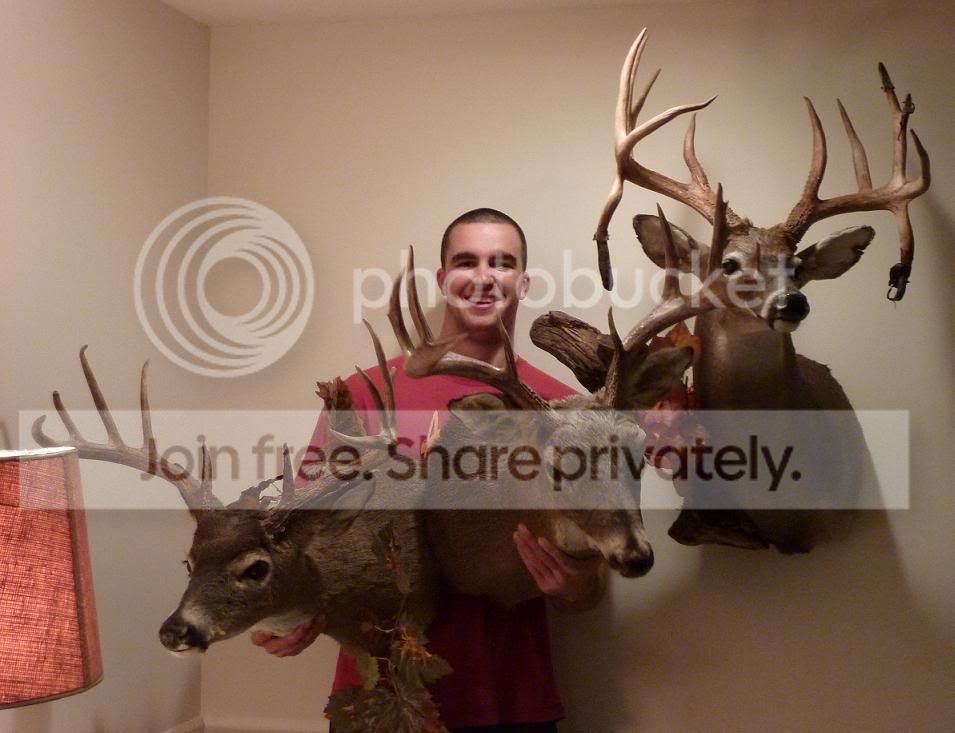 I got my double-drop buck back from the taxidermist | Page 2 | Archery ...