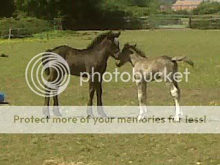 Filly names | Reptile Forums